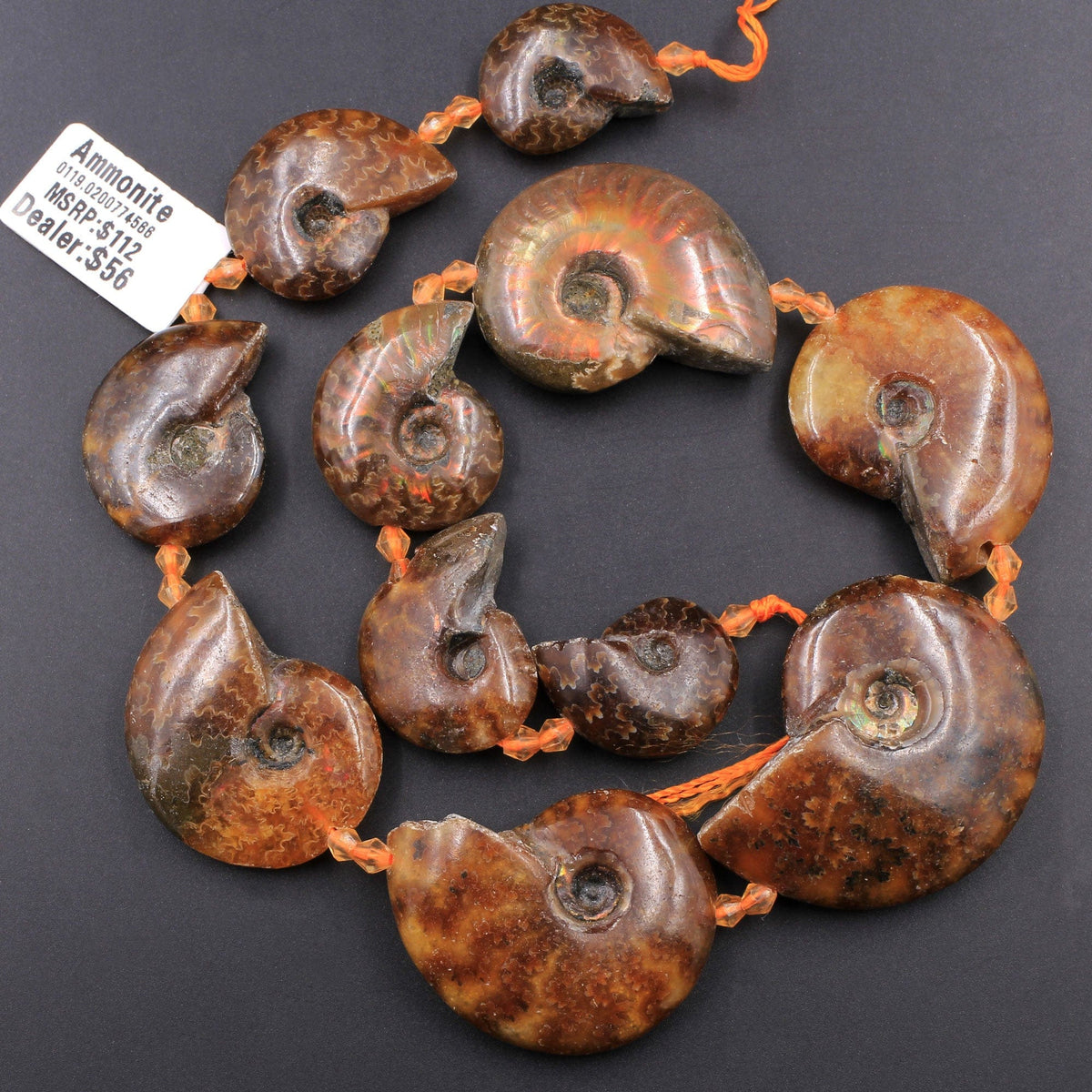 Graduated Natural Ammonite Fossil Beads Vertically Drilled Whole Ammon ...