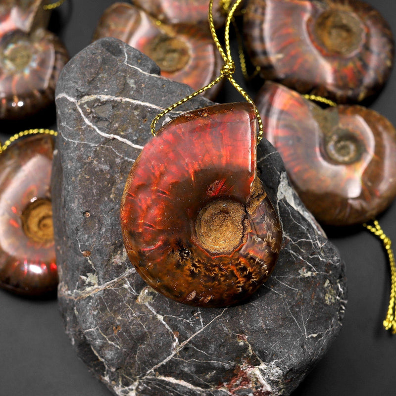 AAA Rare Natural Red Opalized Ammonite Fossil Pendant Top Side Drilled ...